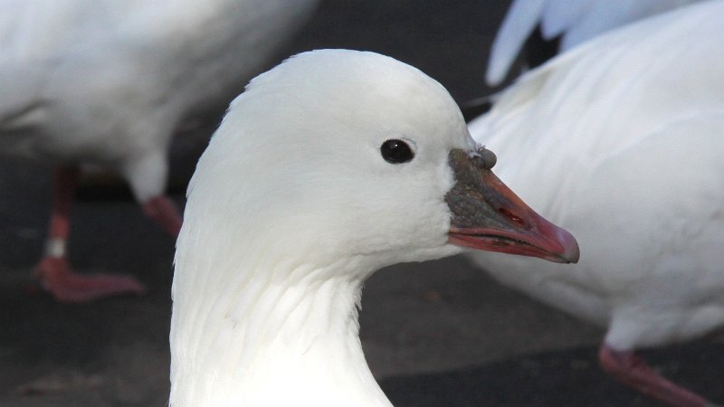 Renaming the Birds: Ross’s Goose – Christina Wilsdon